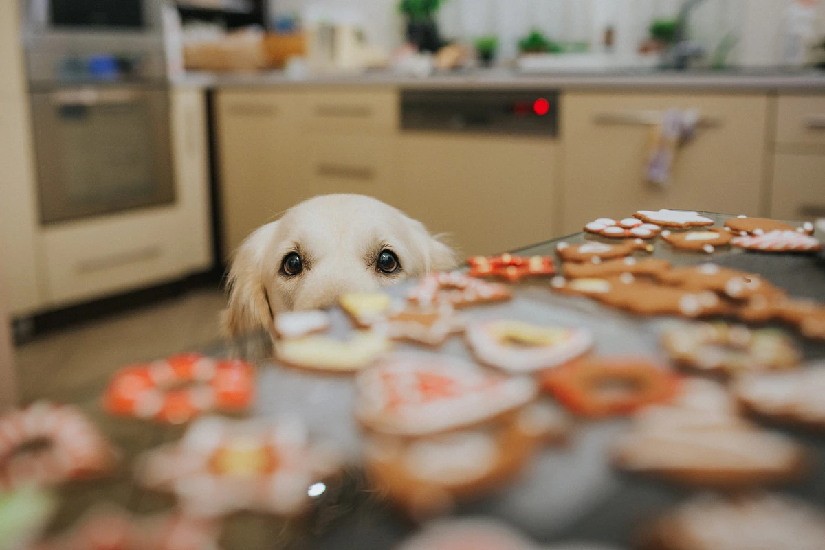 Ignore Those Puppy-Dog Eyes: | The Aggie Parent & Family Connection